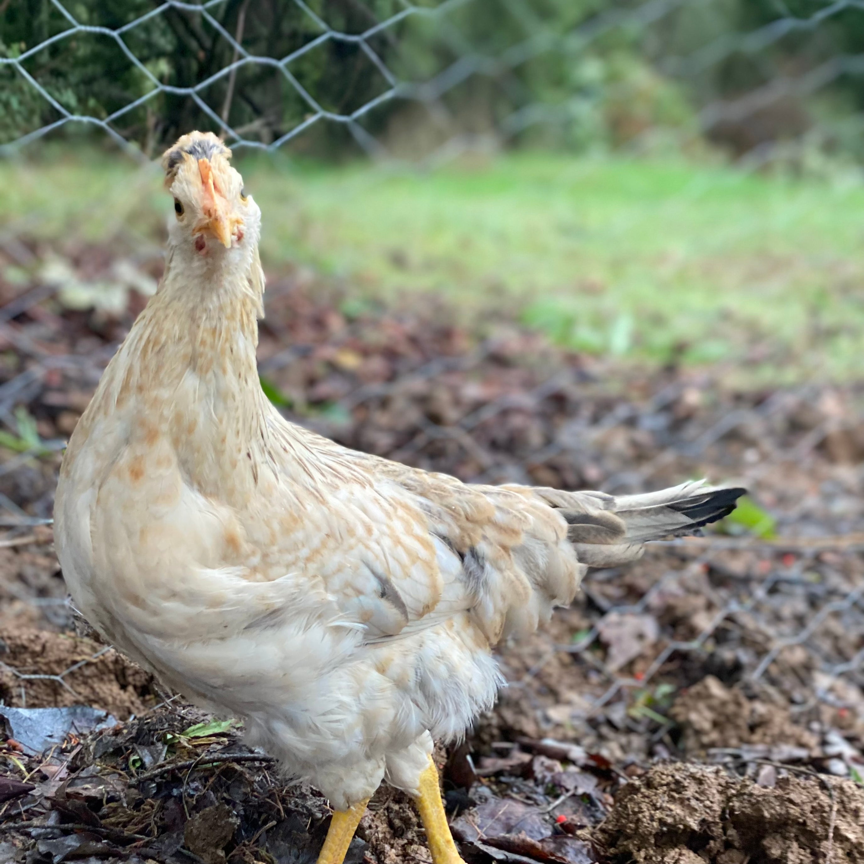 Eggs – Unger Farms