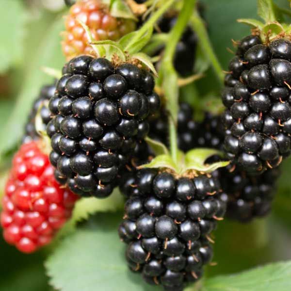 Varieties of Berries – Unger Farms